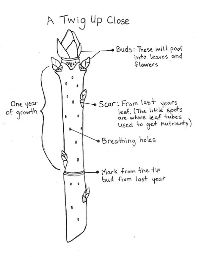 Naturalist’s Notebook for Kids: A Closer Look at Twigs! - Bruce ...